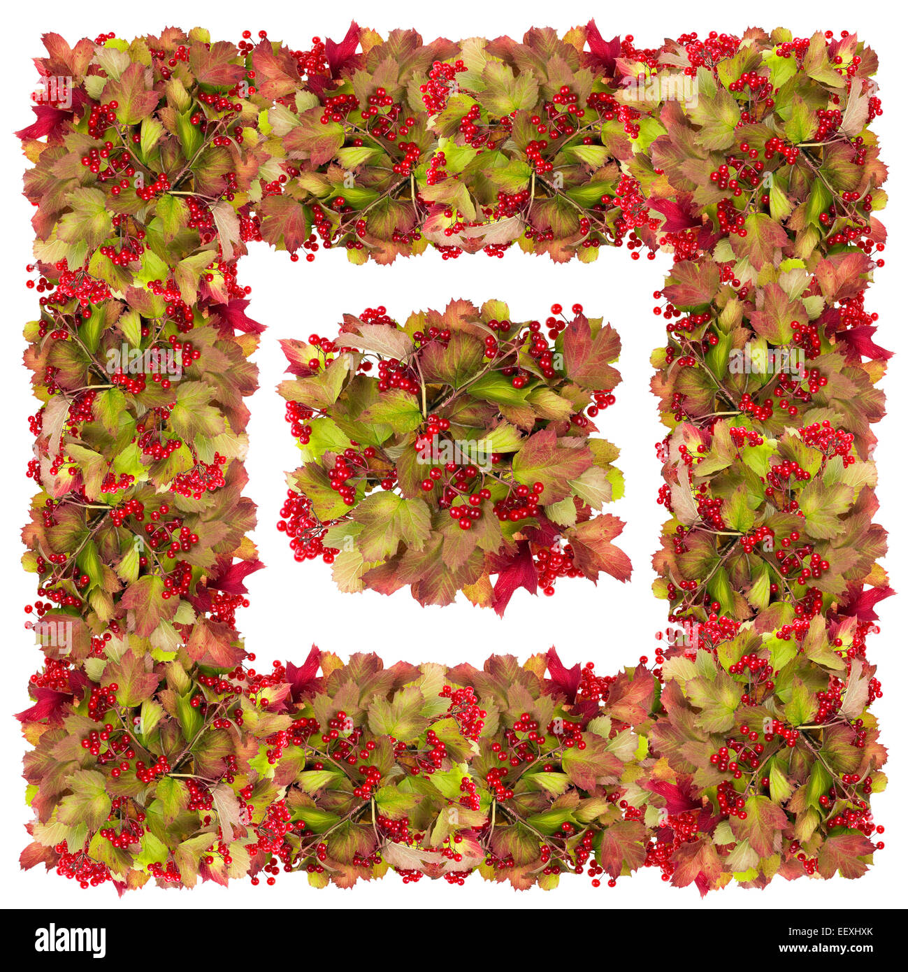 Big square frame from autumn red berries. Nature textured isolated ...
