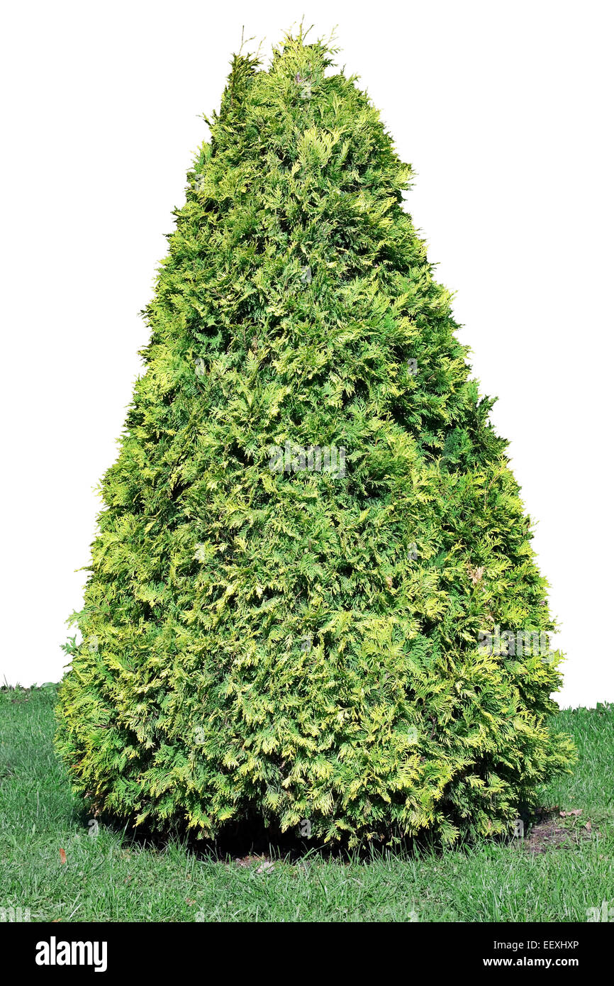 Big pyramidal evergreen coniferous thuja tree isolated with patch Stock ...