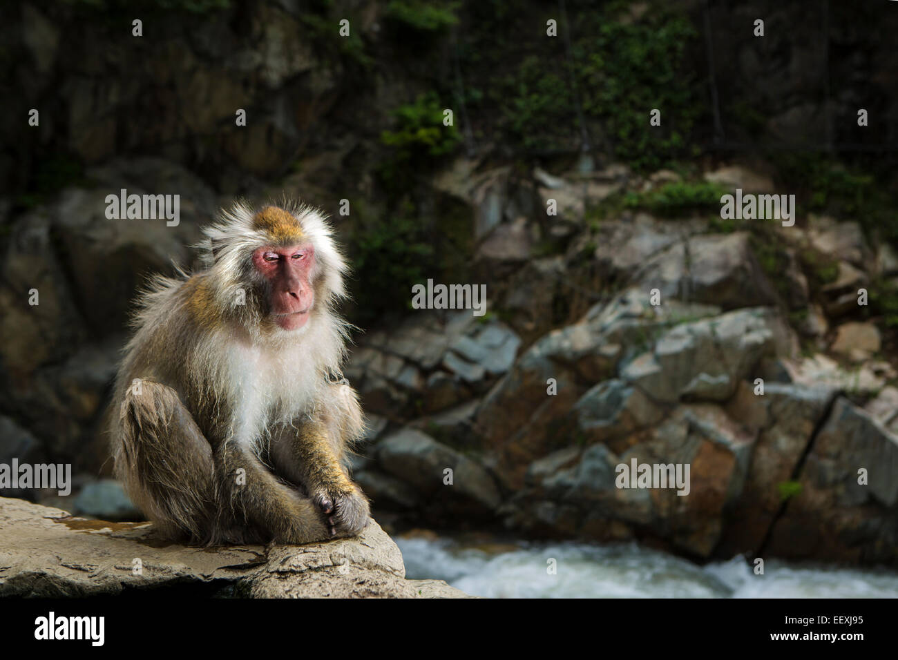 Japanese_macaque hi-res stock photography and images - Alamy