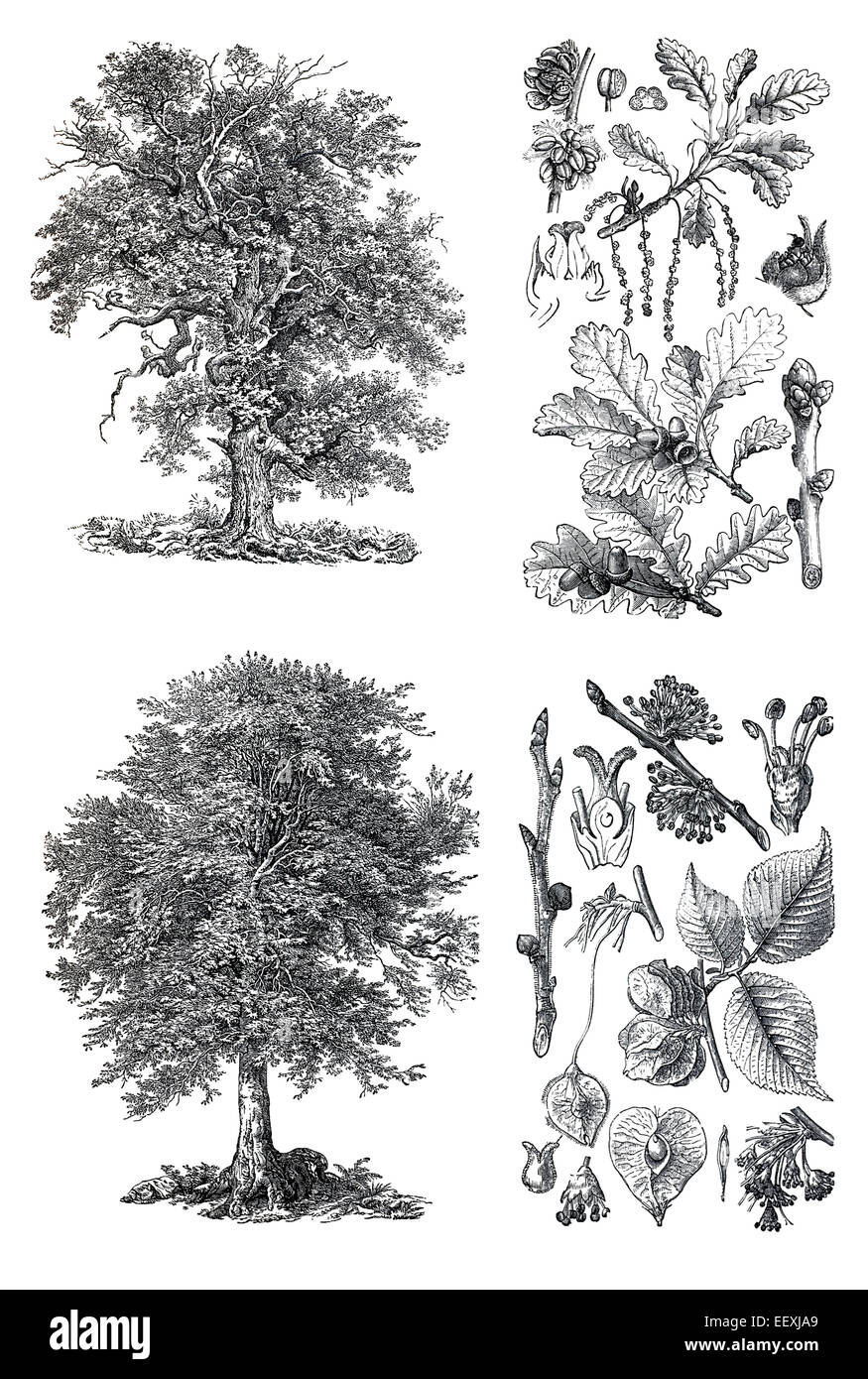 Retro vintage silhouettes of a oak trees. An engraving illustration ...