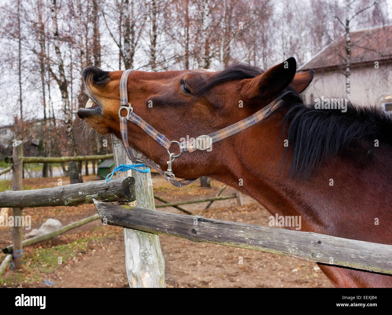Sick horse hi-res stock photography and images - Alamy