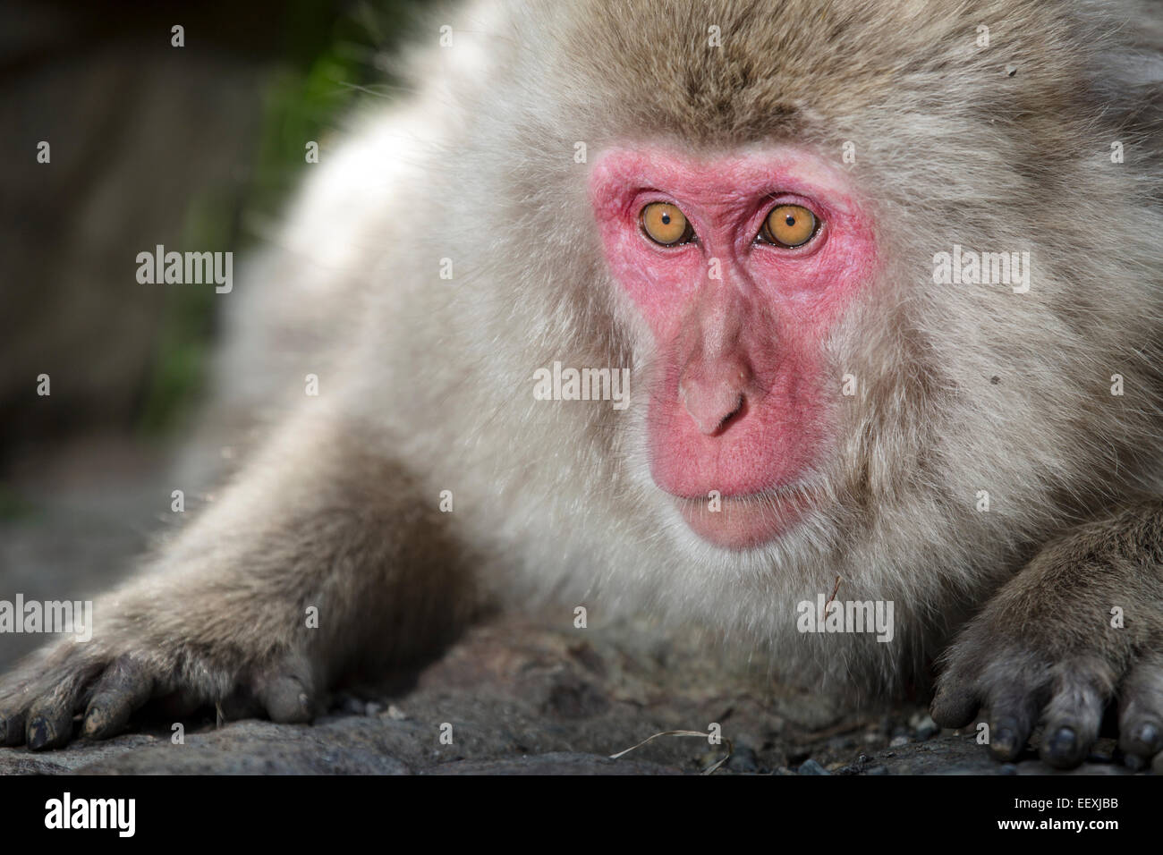 Macaque hi-res stock photography and images - Alamy