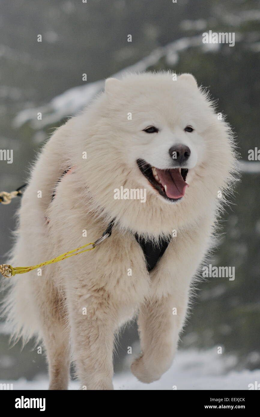 Sedivackuv long race, mushing, musher, dogs, dog team, race Stock Photo ...