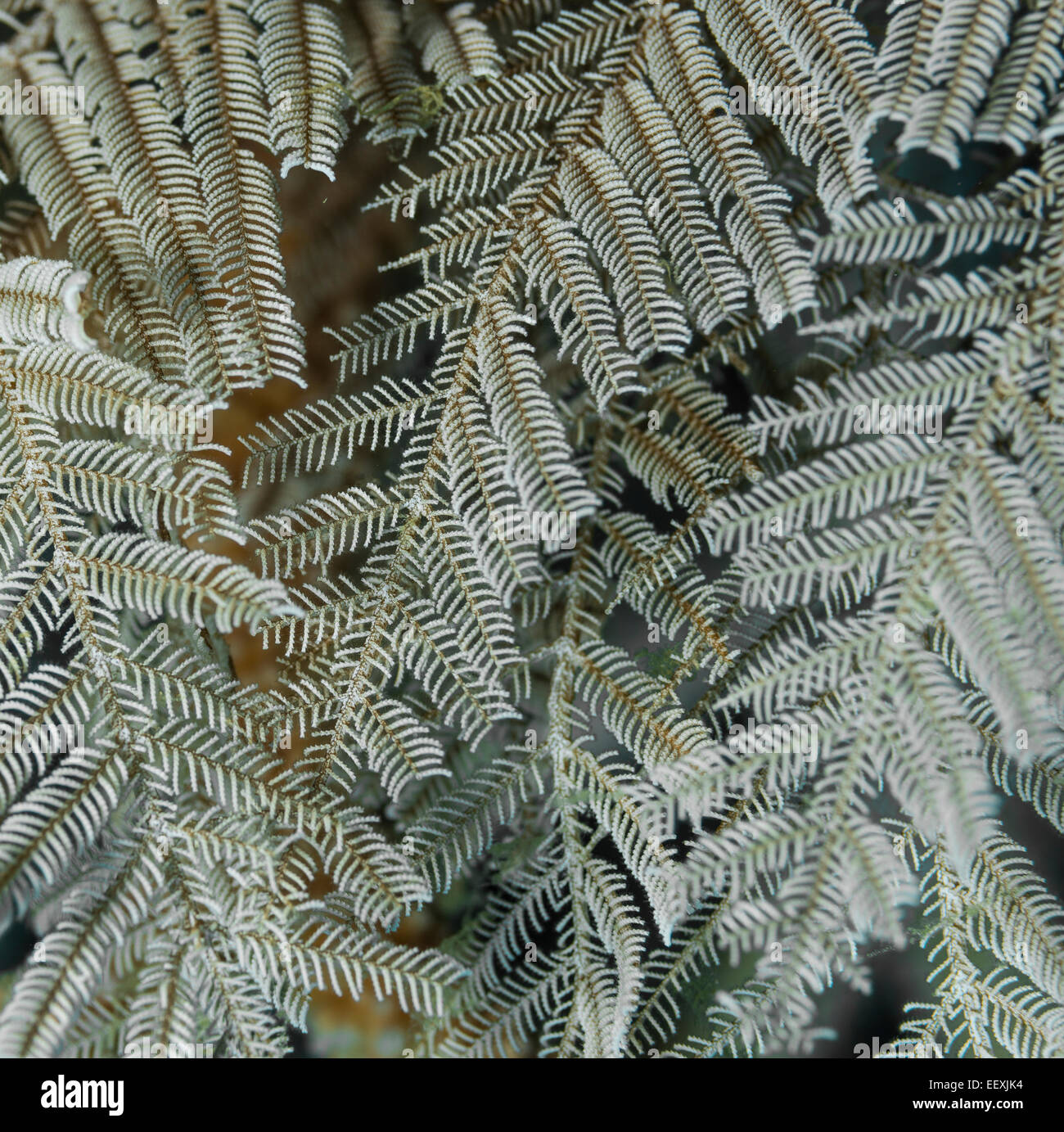 Branches underwater hi-res stock photography and images - Alamy