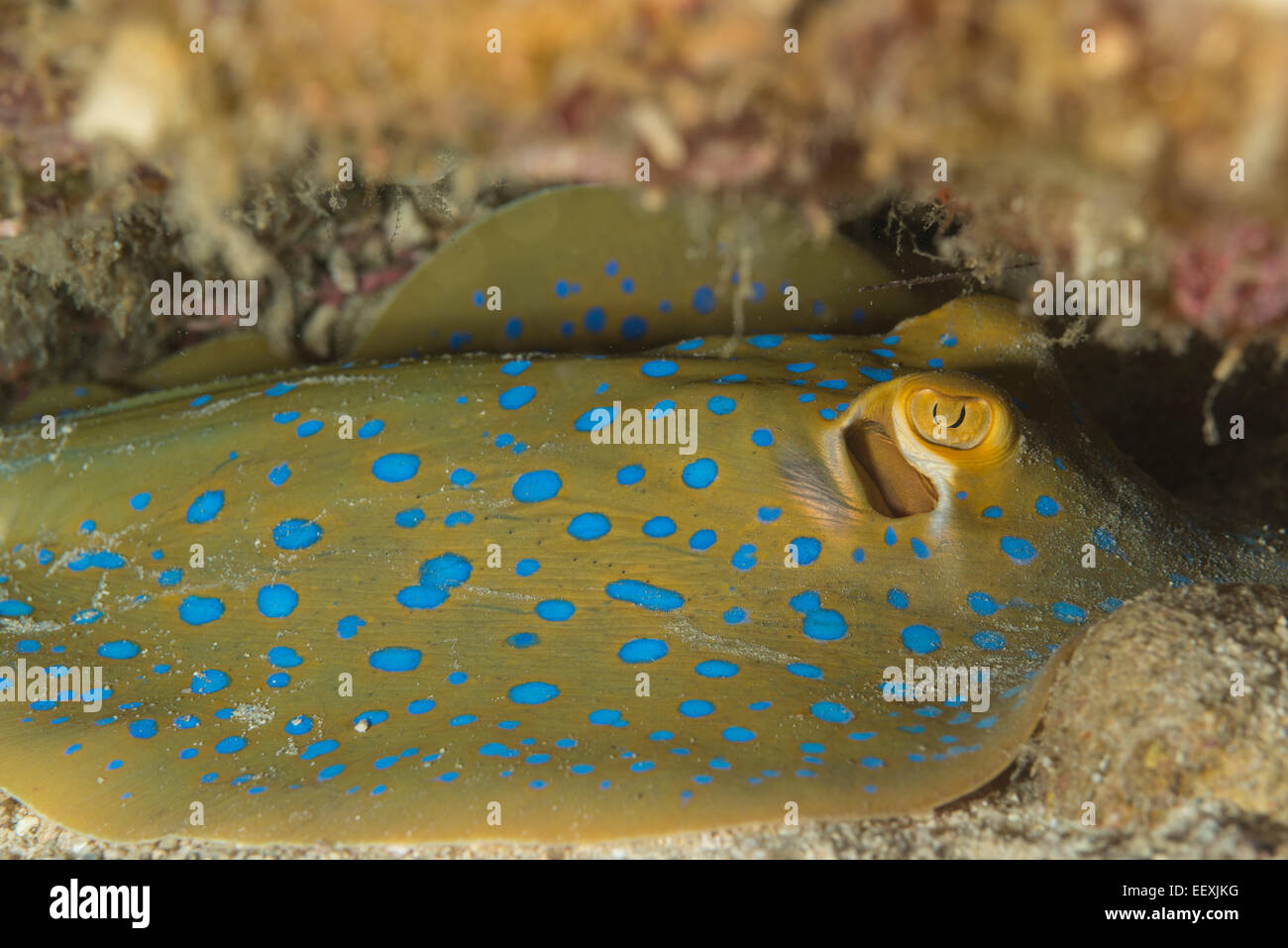 Blue-spotted ribbontail ray hiding under a hard coral Stock Photo - Alamy