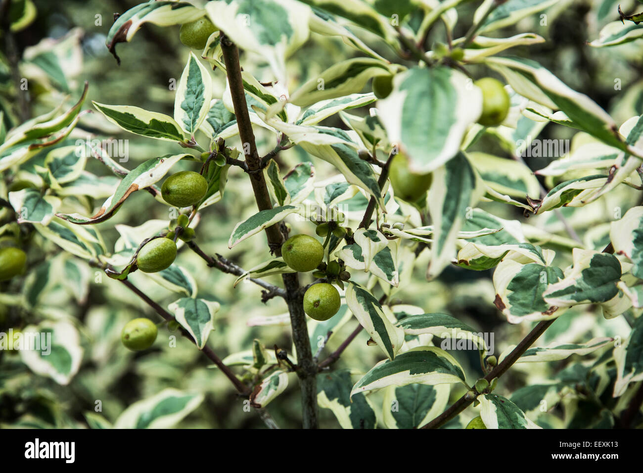 Cornelian cherry wood cornus mas hi-res stock photography and images ...
