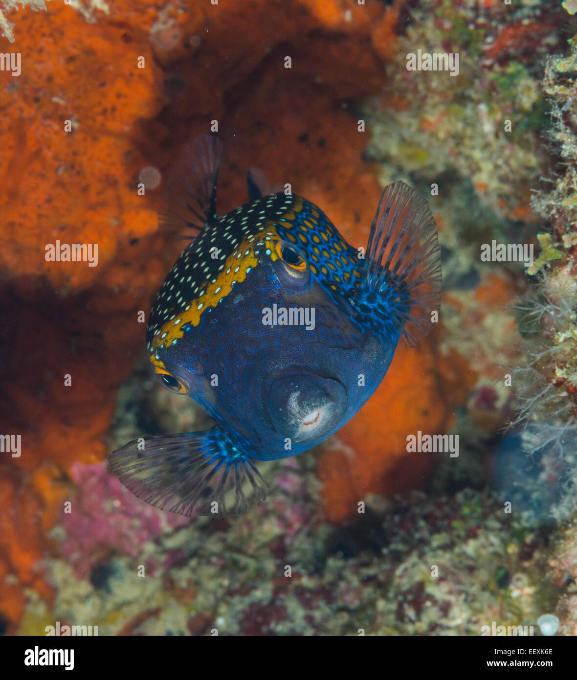 Blue spotted boxfish hi-res stock photography and images - Alamy