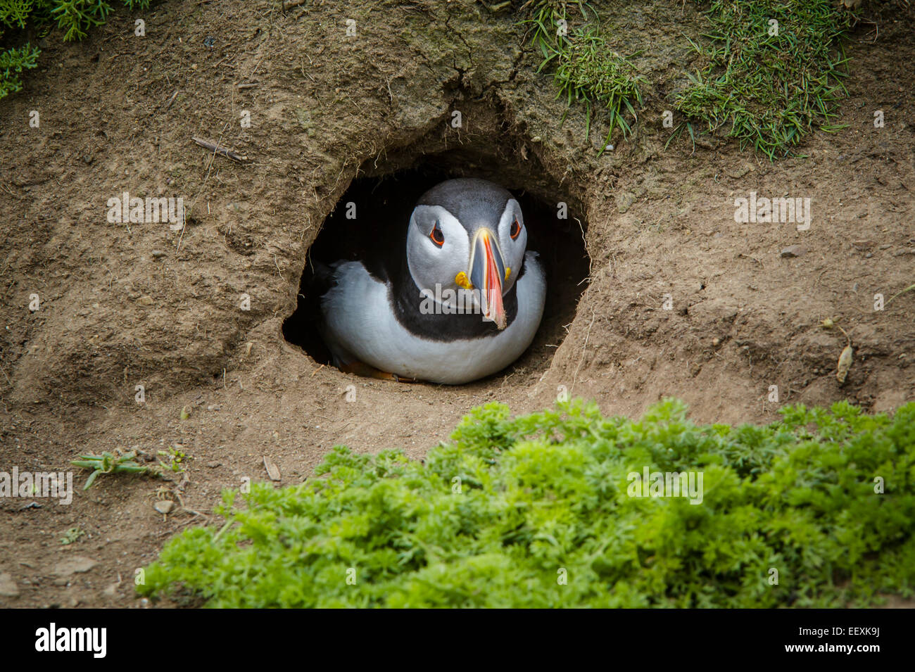 Puffin burrow hi-res stock photography and images - Alamy