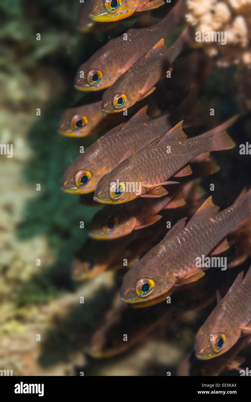 School of cardinalfish Stock Photo - Alamy