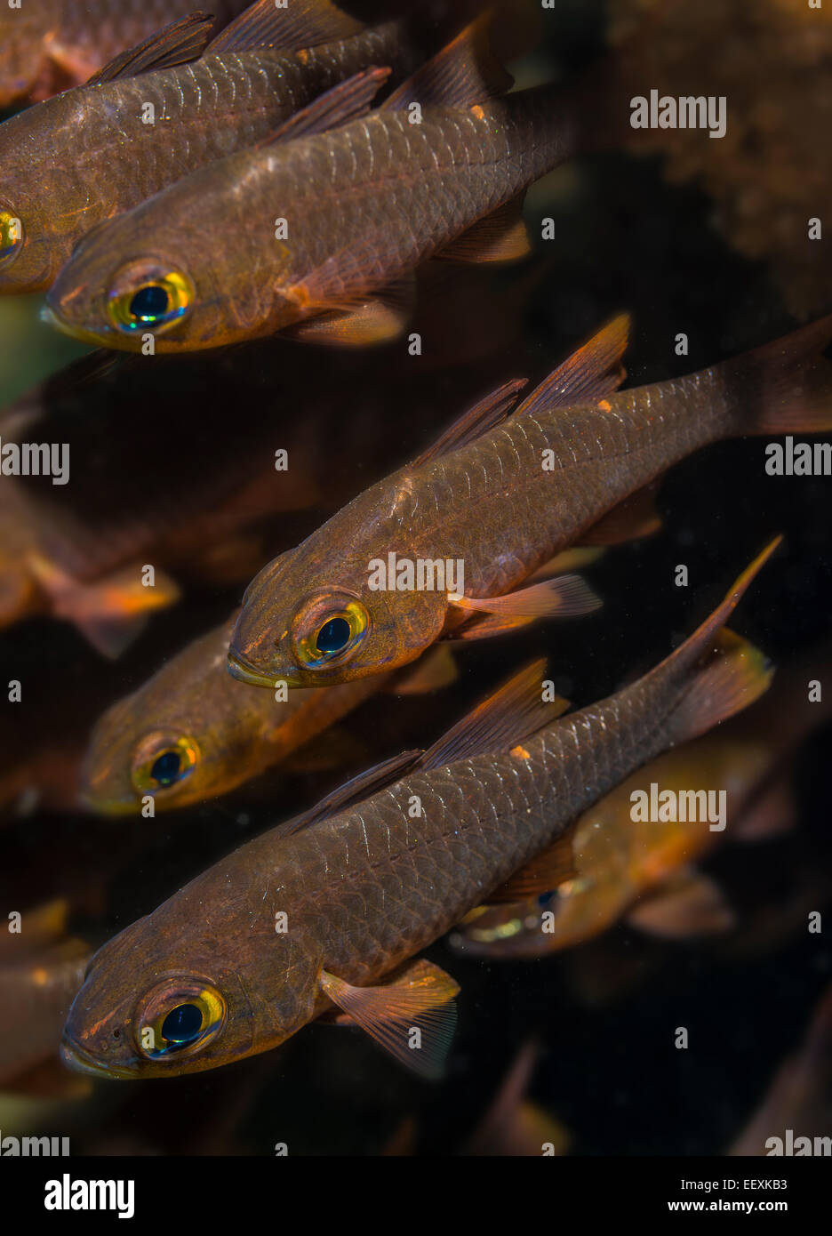 School of cardinalfish Stock Photo - Alamy