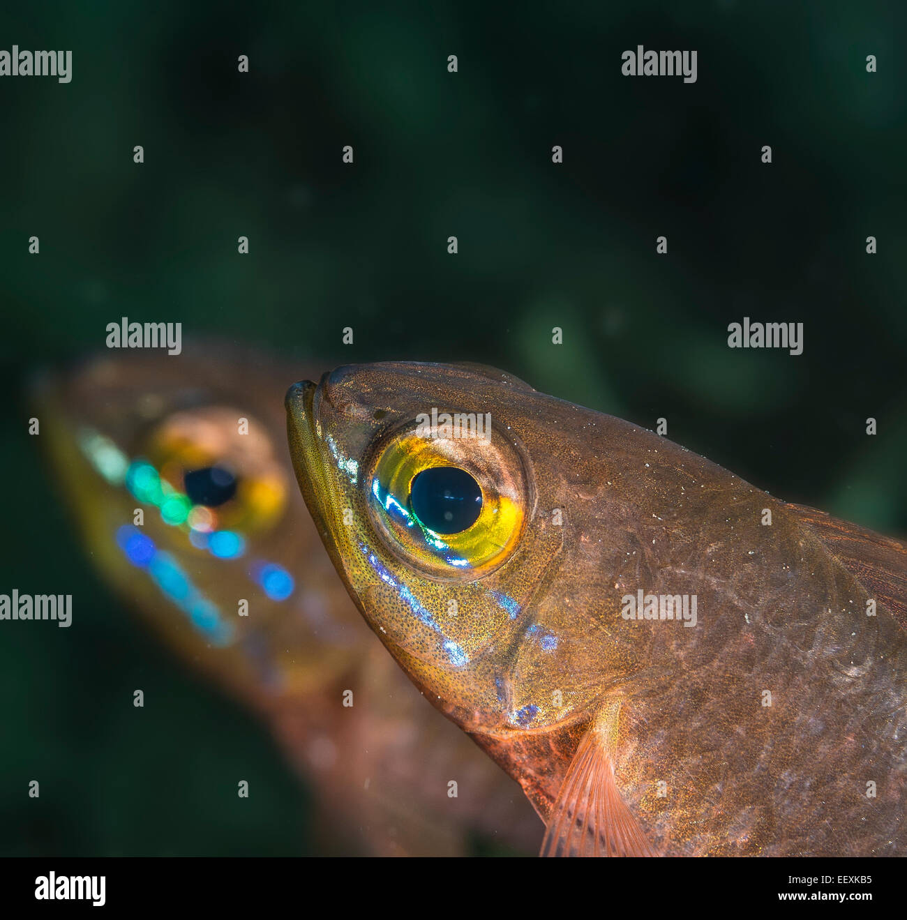 Two cardinalfish hi-res stock photography and images - Alamy