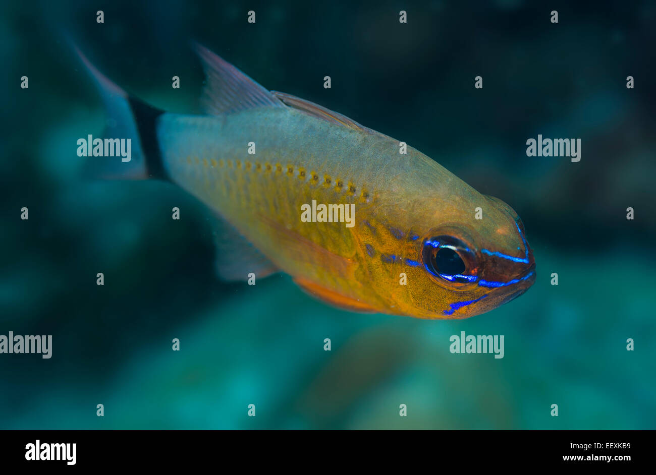 Cardinalfish on a coral Stock Photo - Alamy