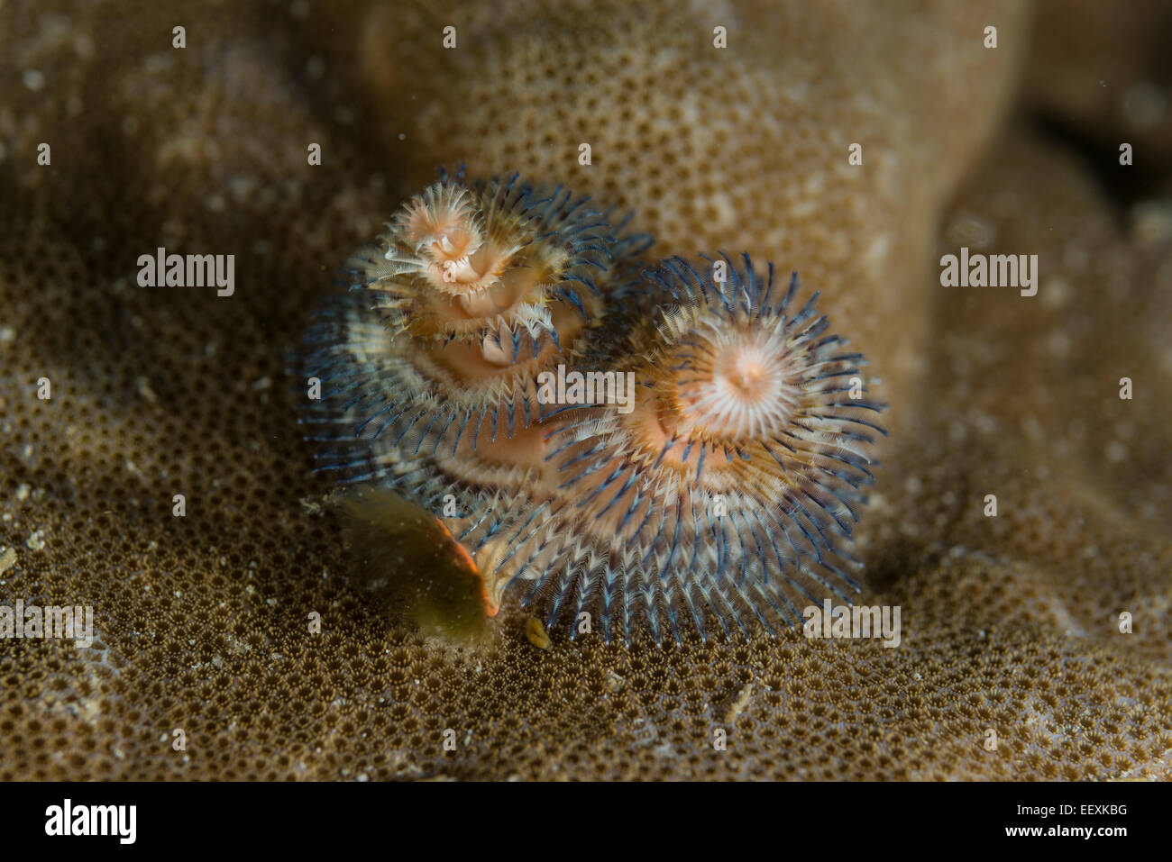 Christmas anemone hi-res stock photography and images - Alamy