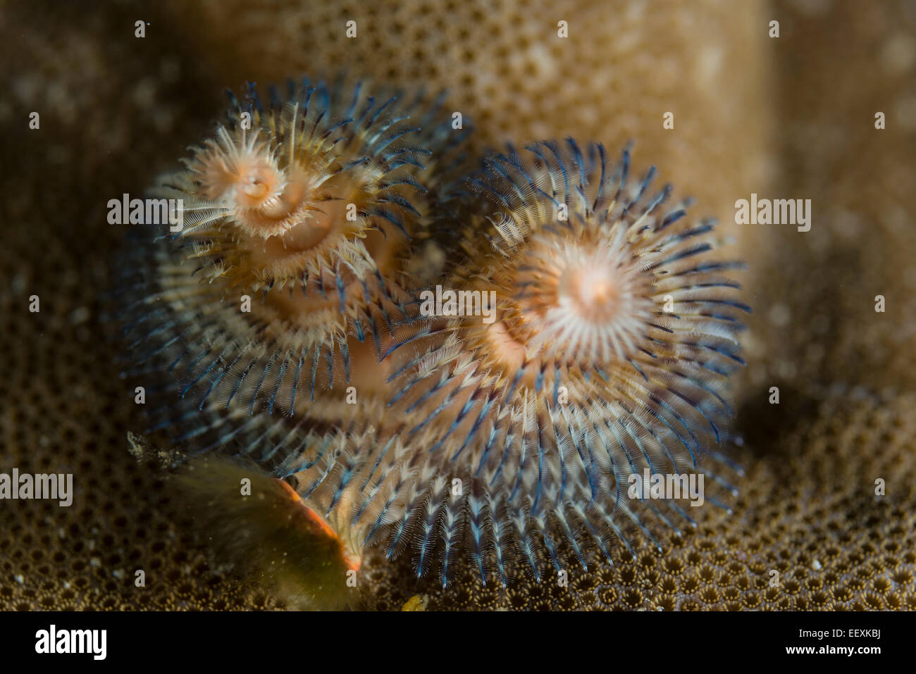Soft tube anemone hi-res stock photography and images - Alamy
