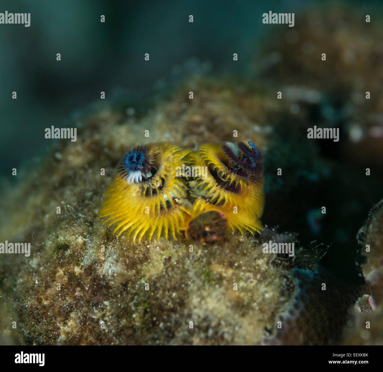 Tube worm hi-res stock photography and images - Alamy