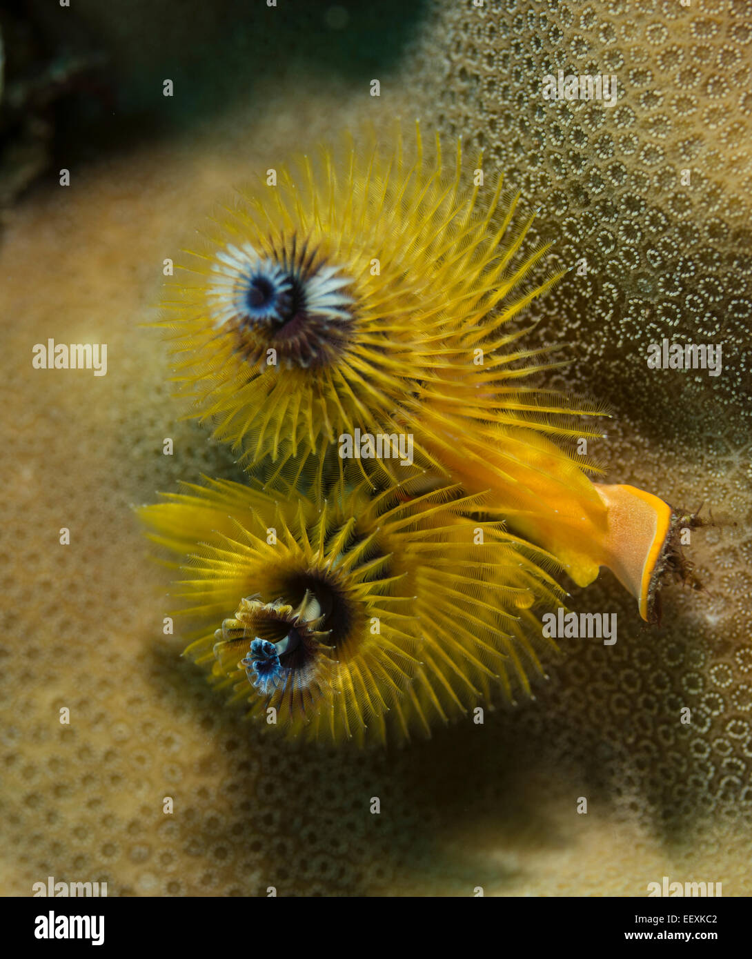 Christmas tree tube worm on a hard coral Stock Photo - Alamy