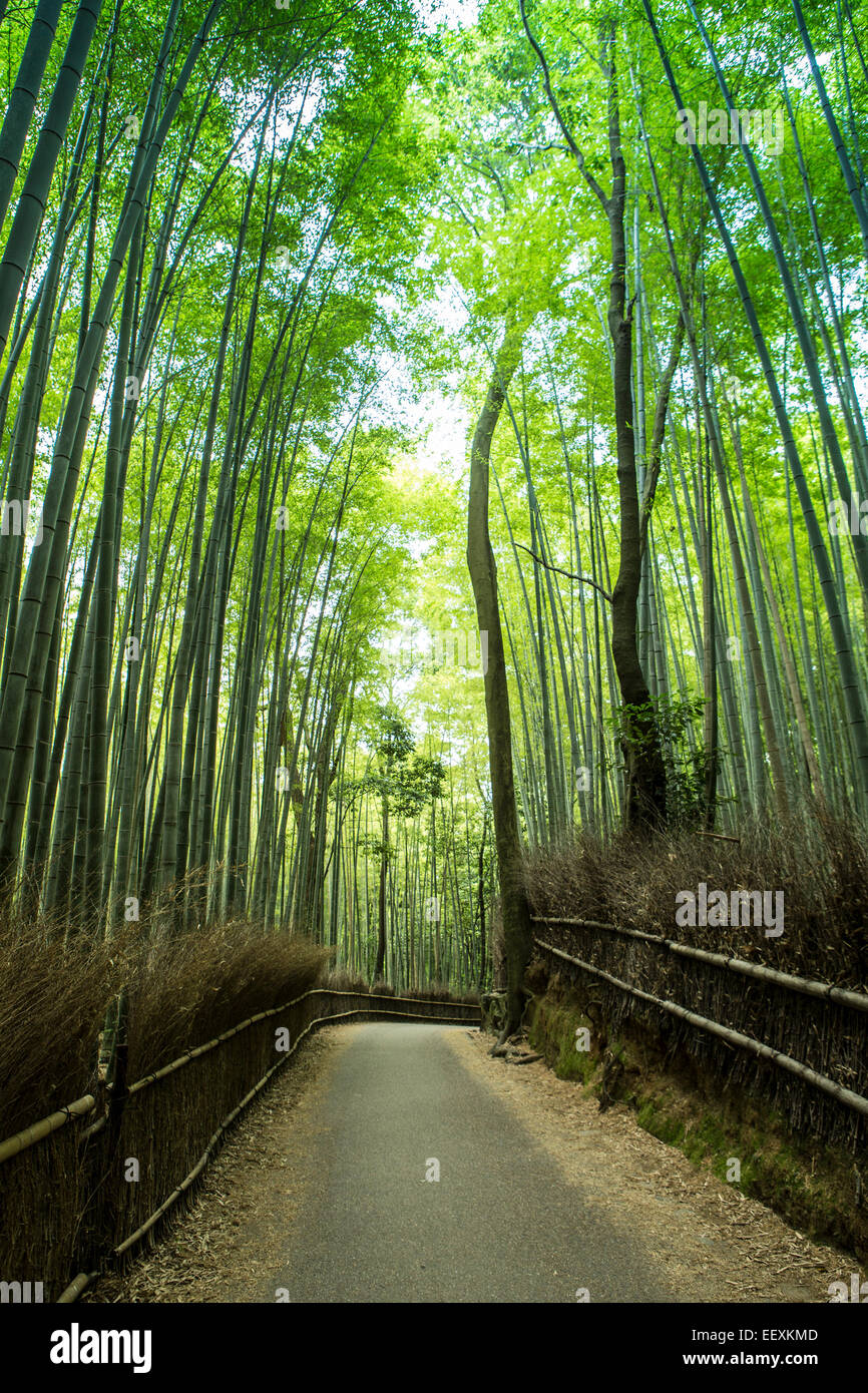 Bamboo grove hi-res stock photography and images - Alamy