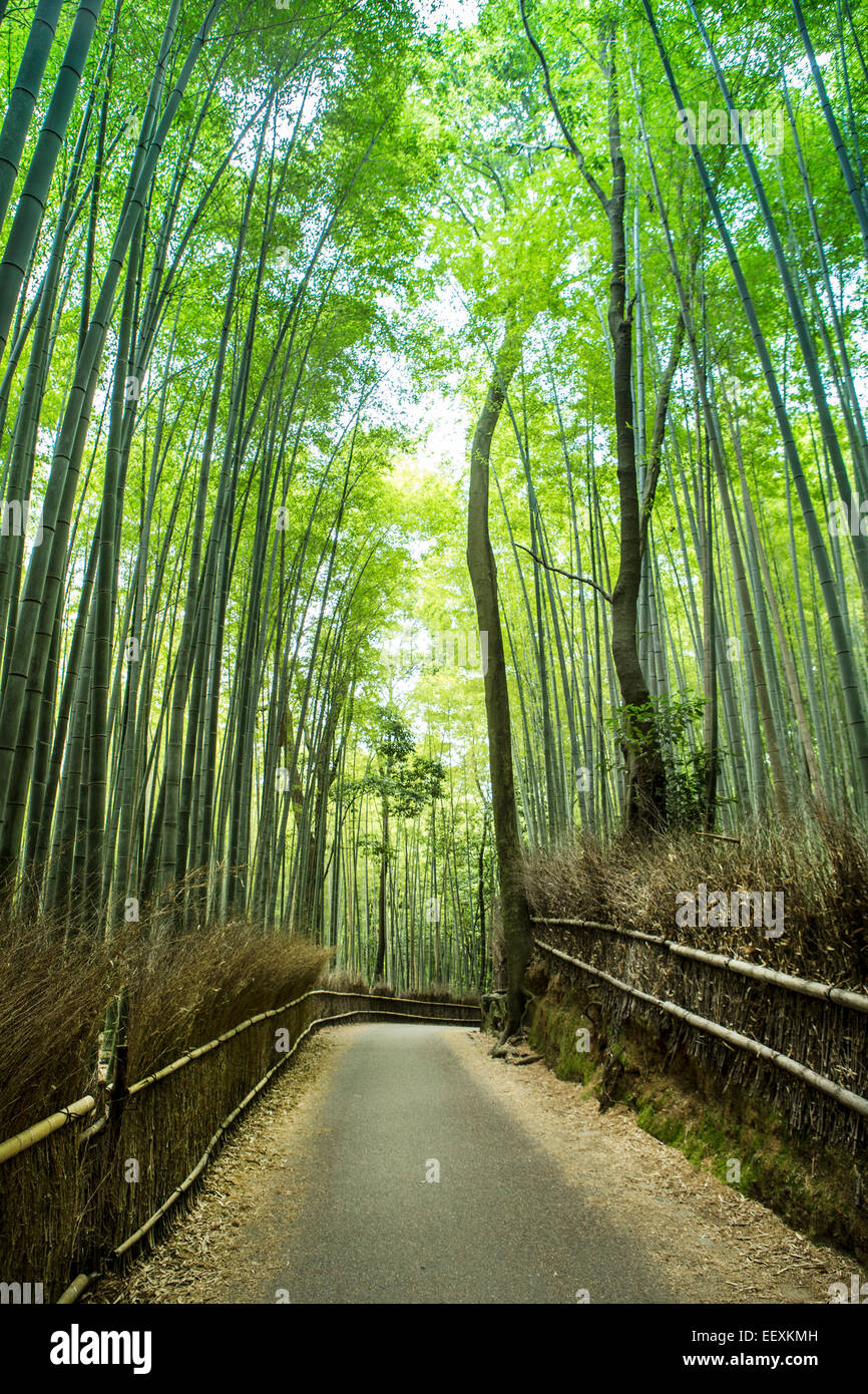 Bamboo grove hi-res stock photography and images - Alamy