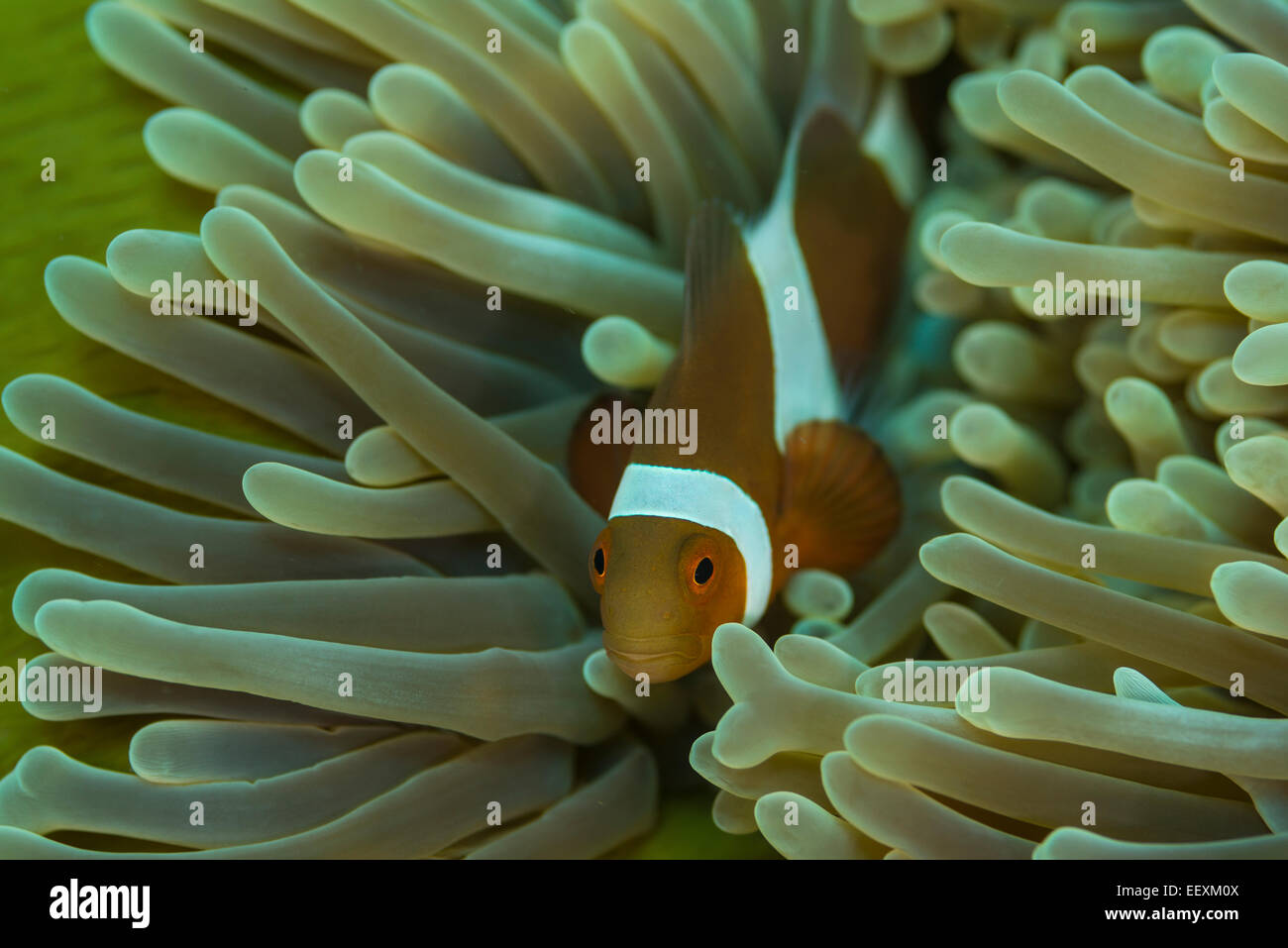 Clownfish in a magnificent sea anemone Stock Photo - Alamy