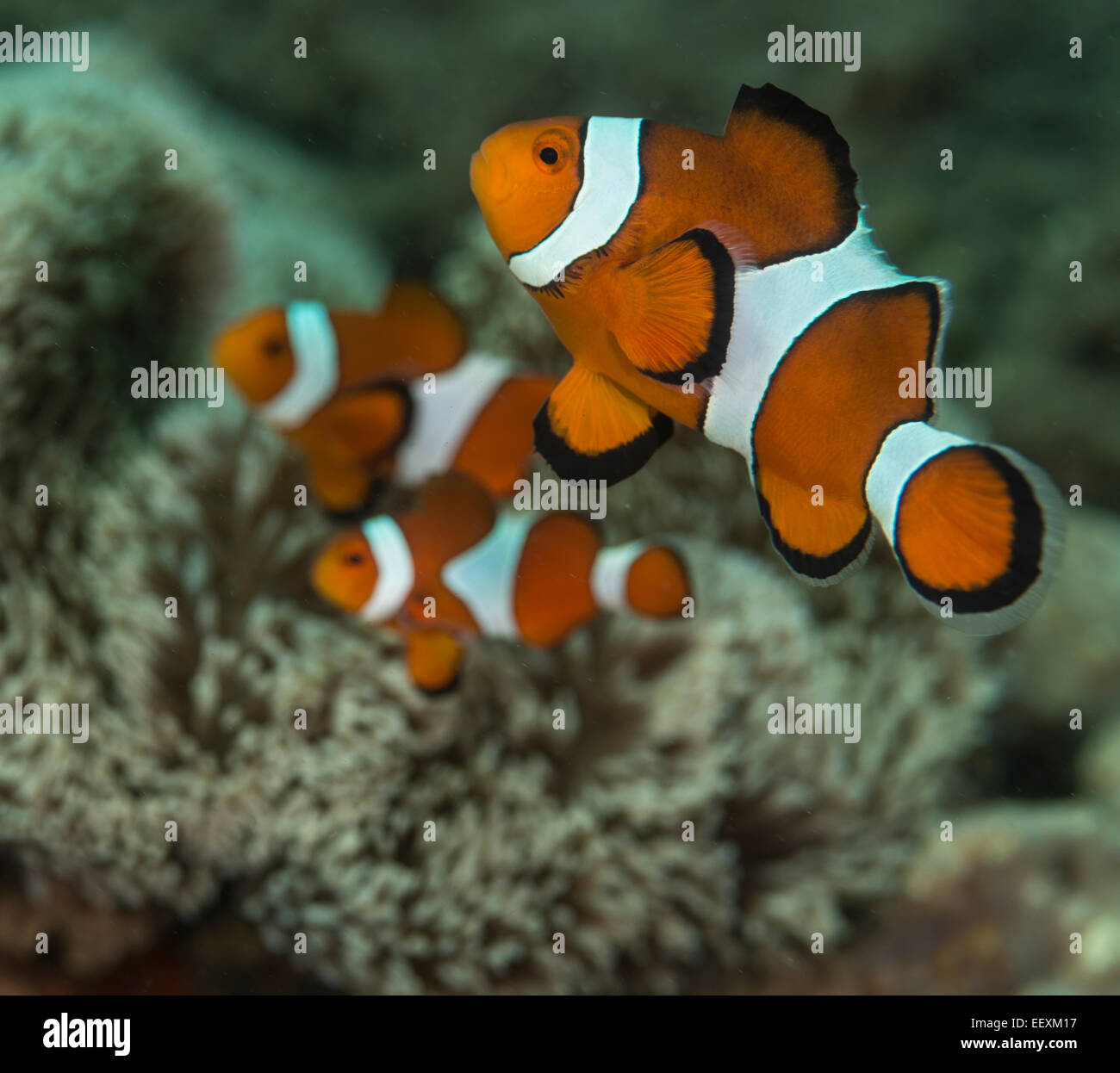 Clownfish in a magnificent sea anemone Stock Photo - Alamy
