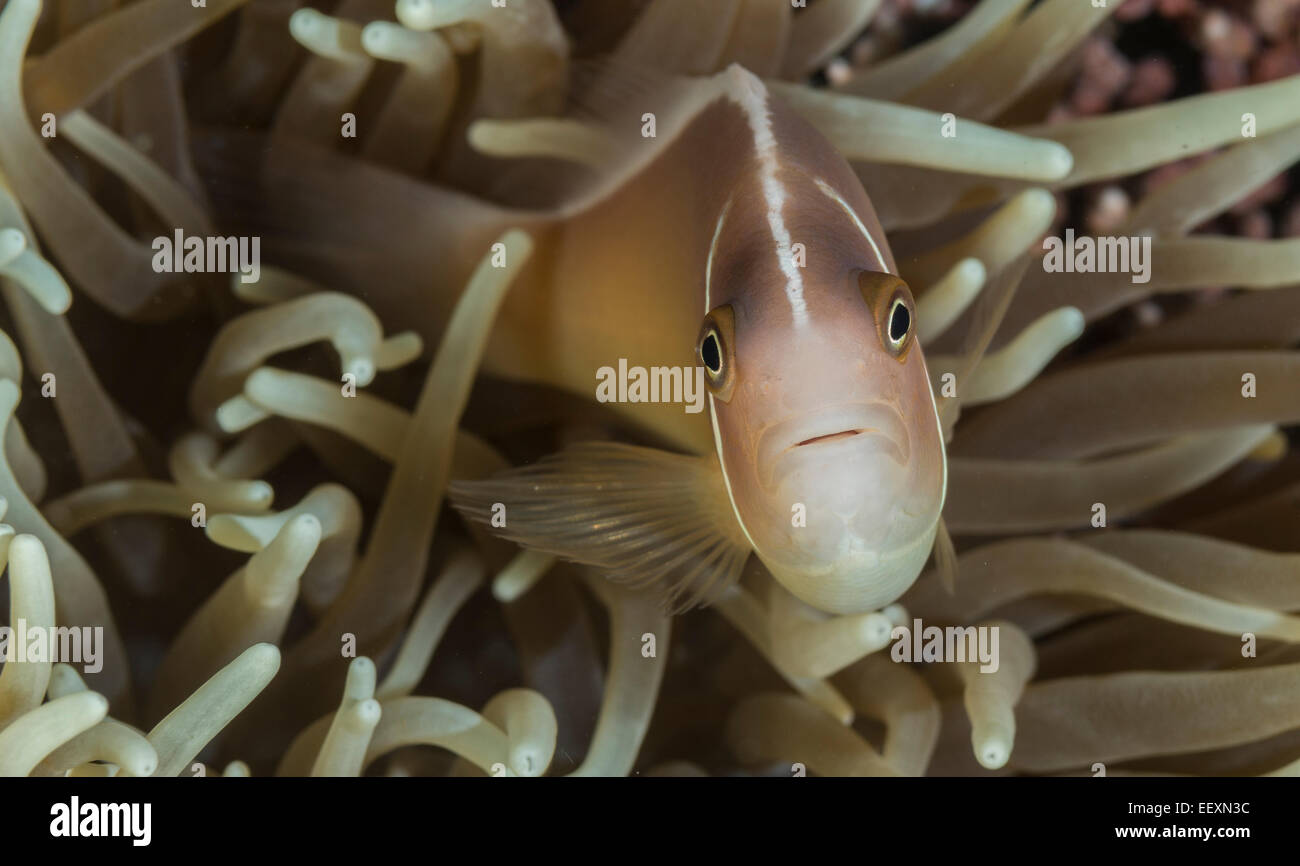 Pink anemonefish hiding in a sea anemone Stock Photo - Alamy