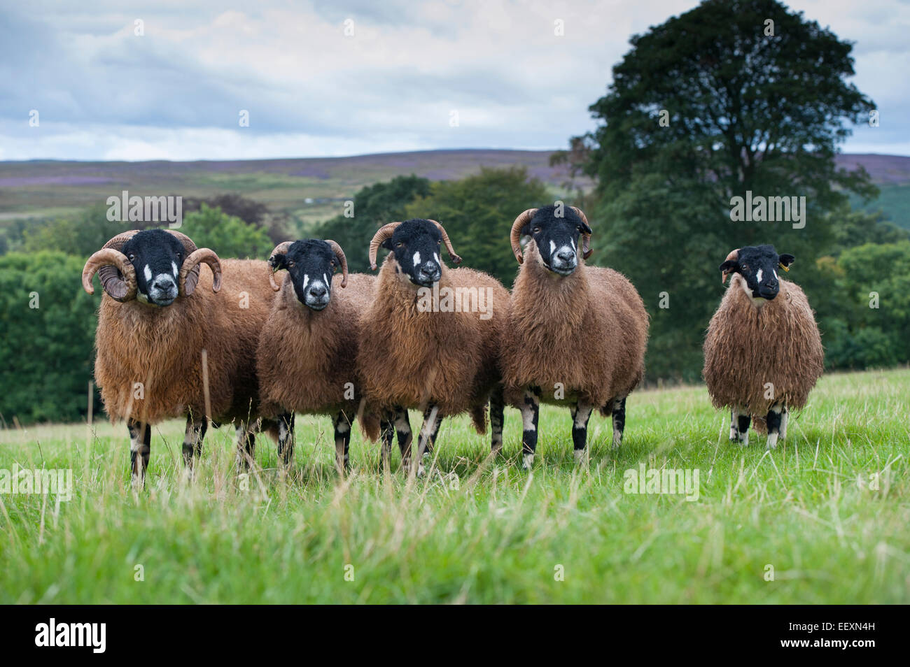 Dalesbred sheep, a hardy upland breed from North Yorkshire, UK Stock ...