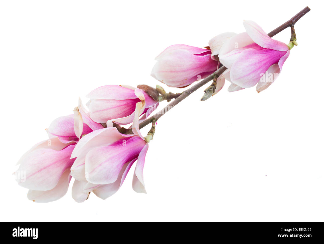 Magnolia tree Cut Out Stock Images & Pictures - Alamy