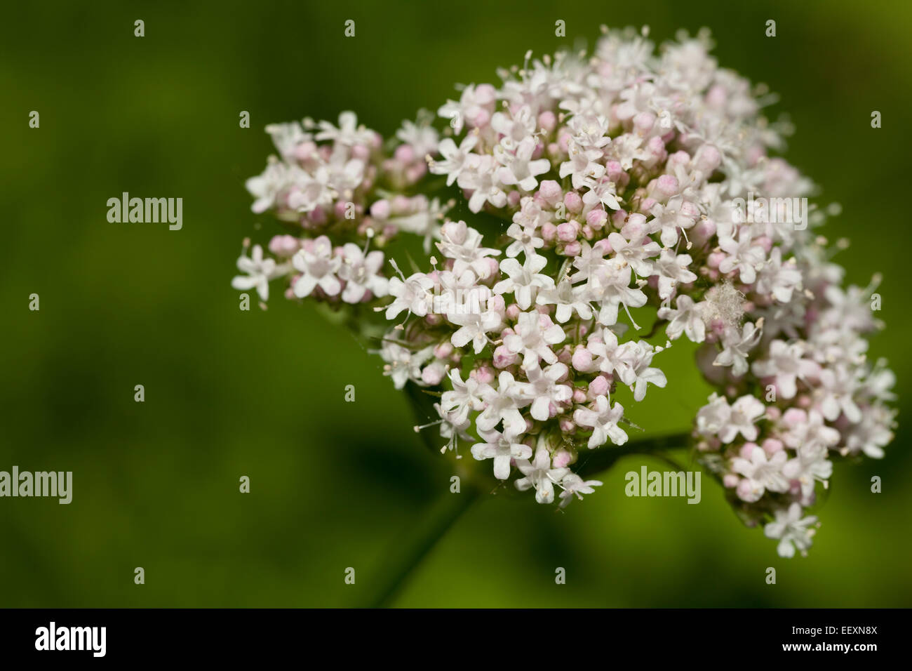 Valerian herb hi-res stock photography and images - Alamy
