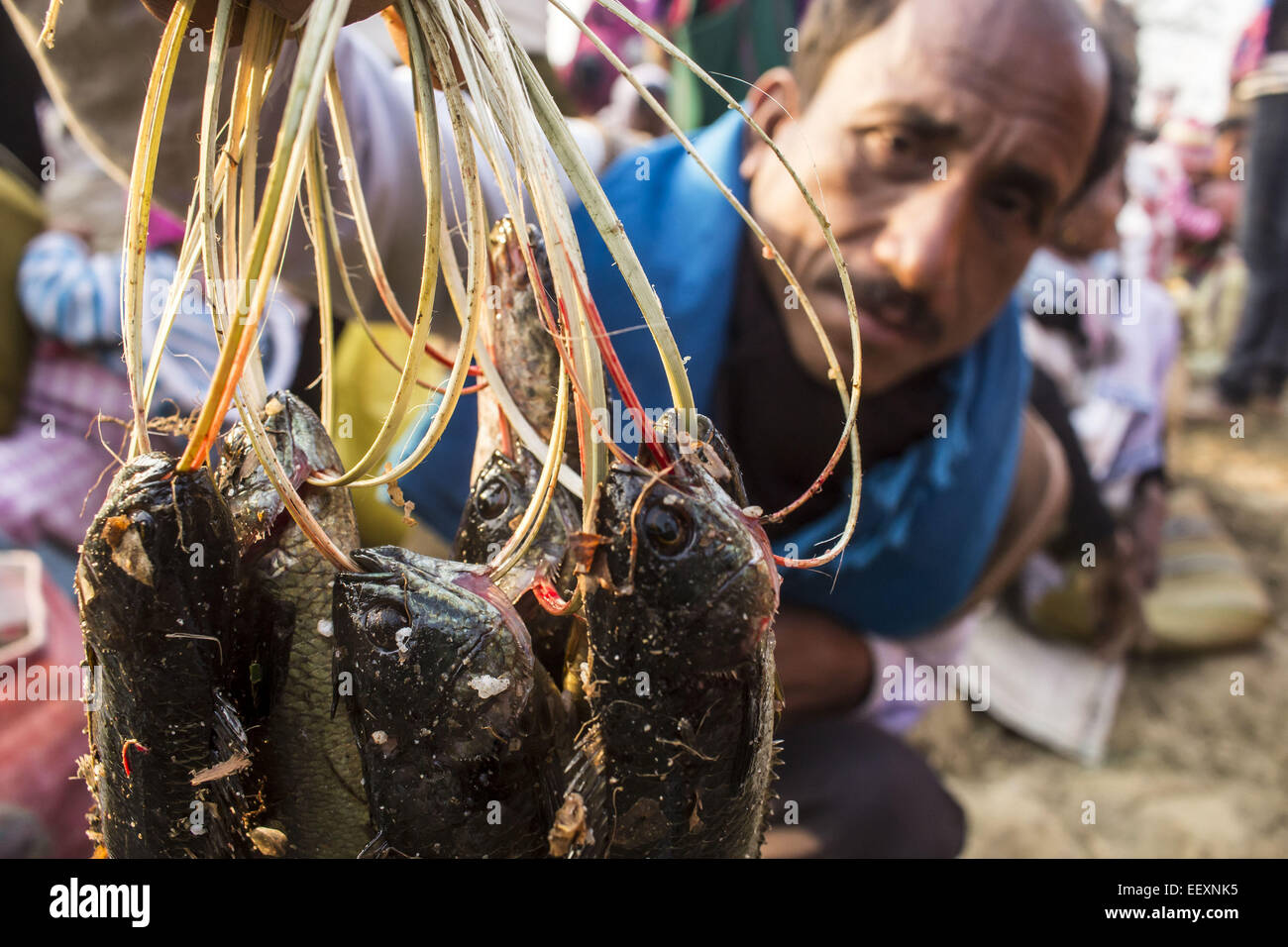 Morigaon, Assam, India. 23rd Jan, 2015. A tribal man from the Tiwa ...