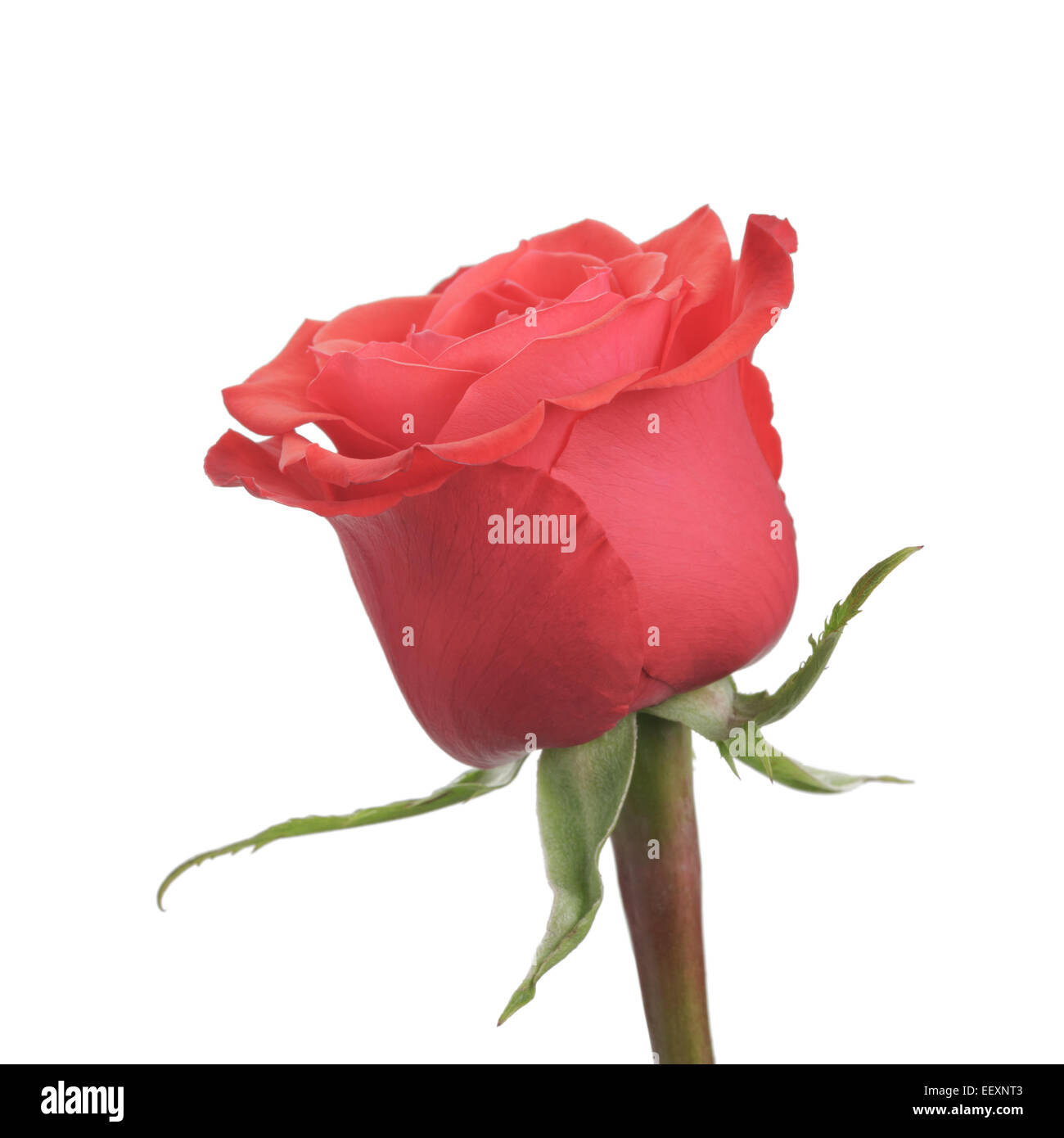 Single rose rose isolated, on white background Stock Photo - Alamy