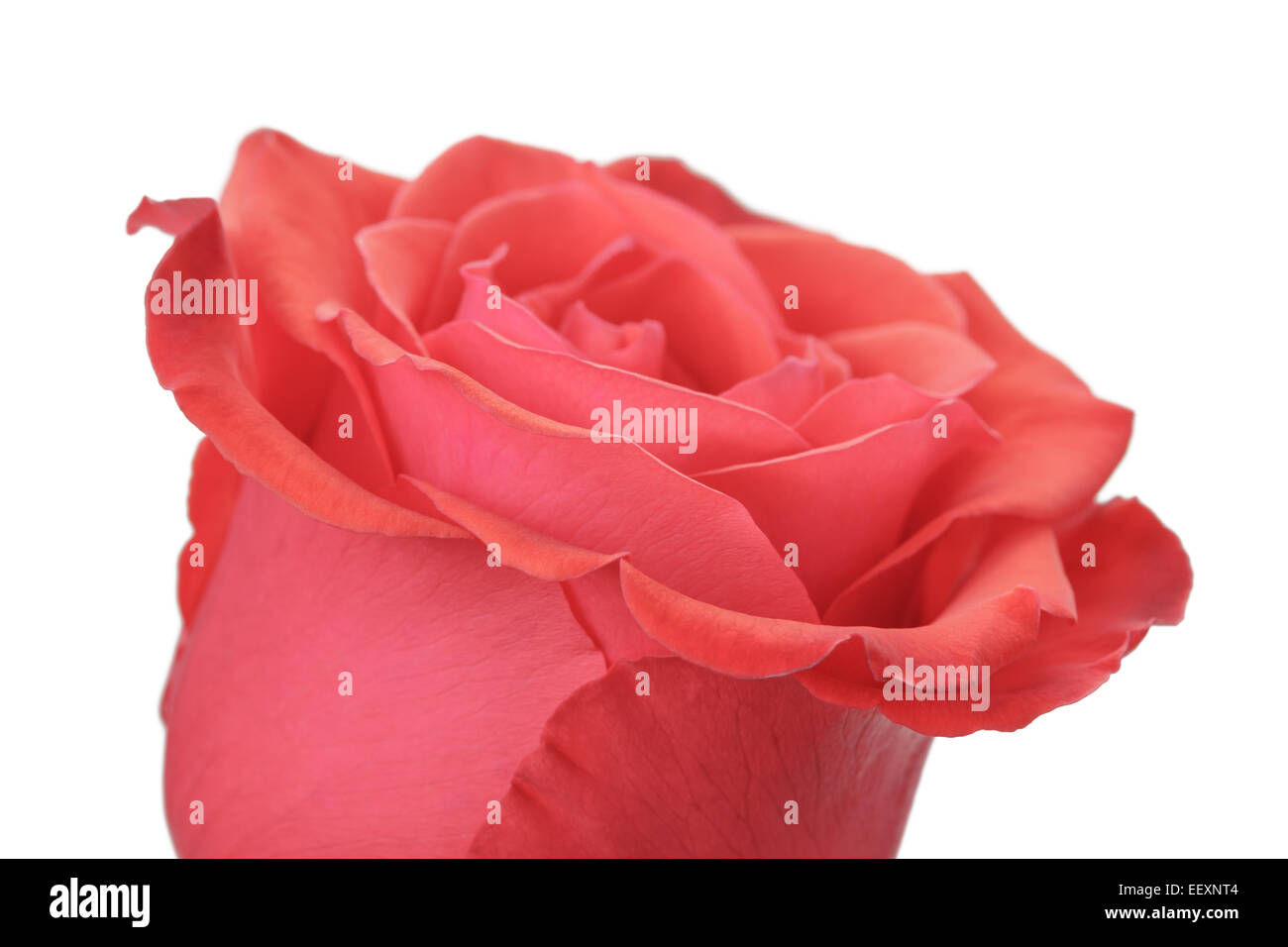 Single rose rose isolated, on white background Stock Photo - Alamy
