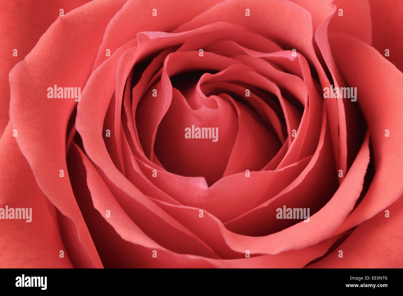beautiful macro photo of rose rose, closeup shot Stock Photo - Alamy