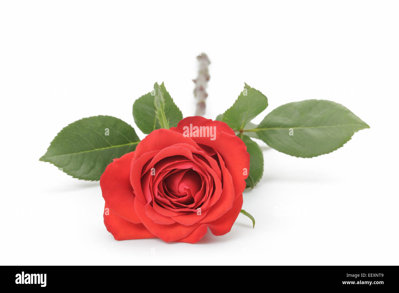single red rose isolated on white background Stock Photo - Alamy