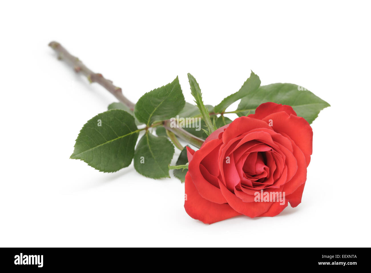 single red rose isolated on white background Stock Photo - Alamy