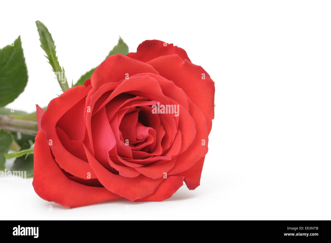 single red rose isolated on white background Stock Photo - Alamy