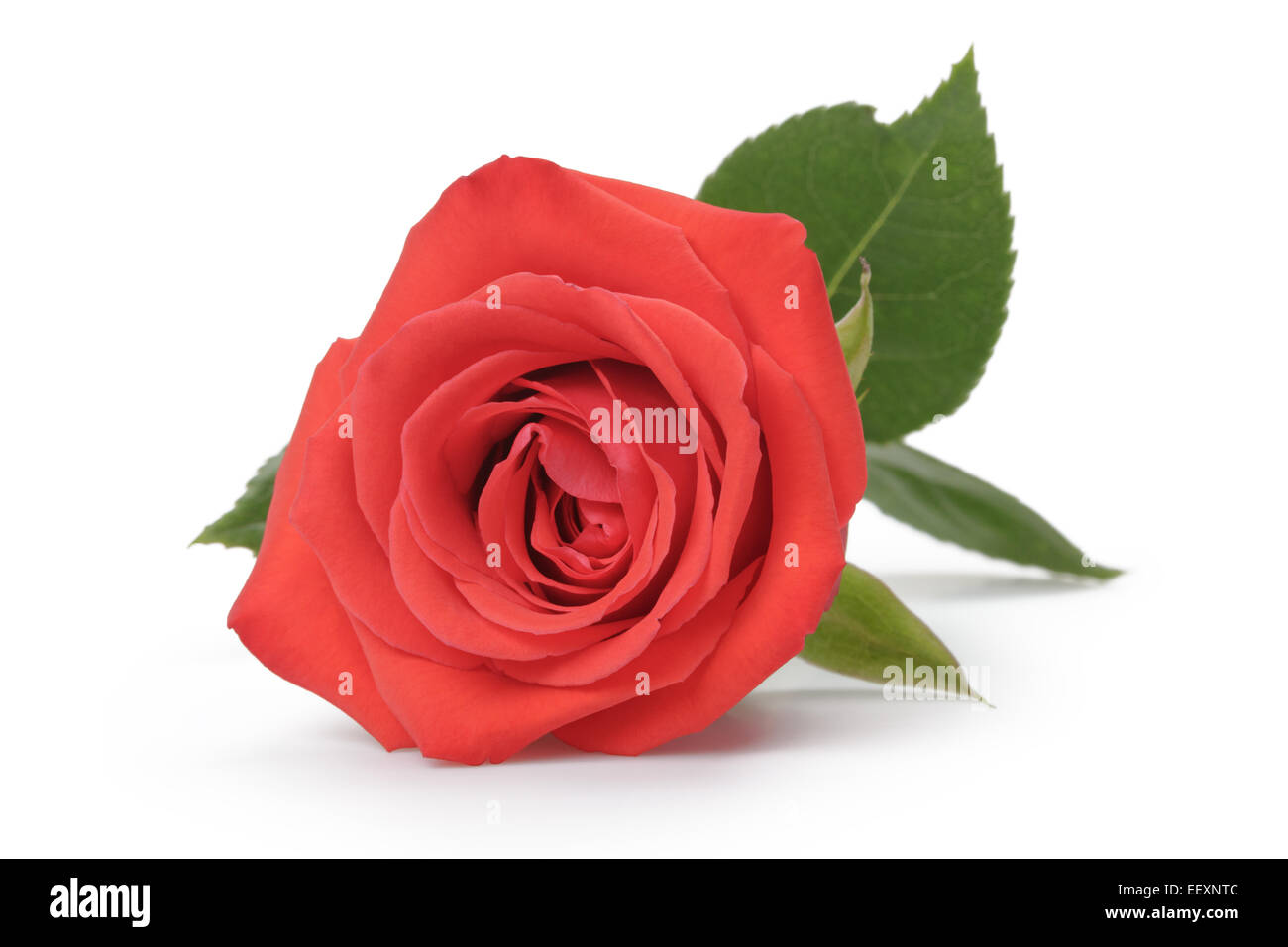 single red rose isolated on white background Stock Photo - Alamy