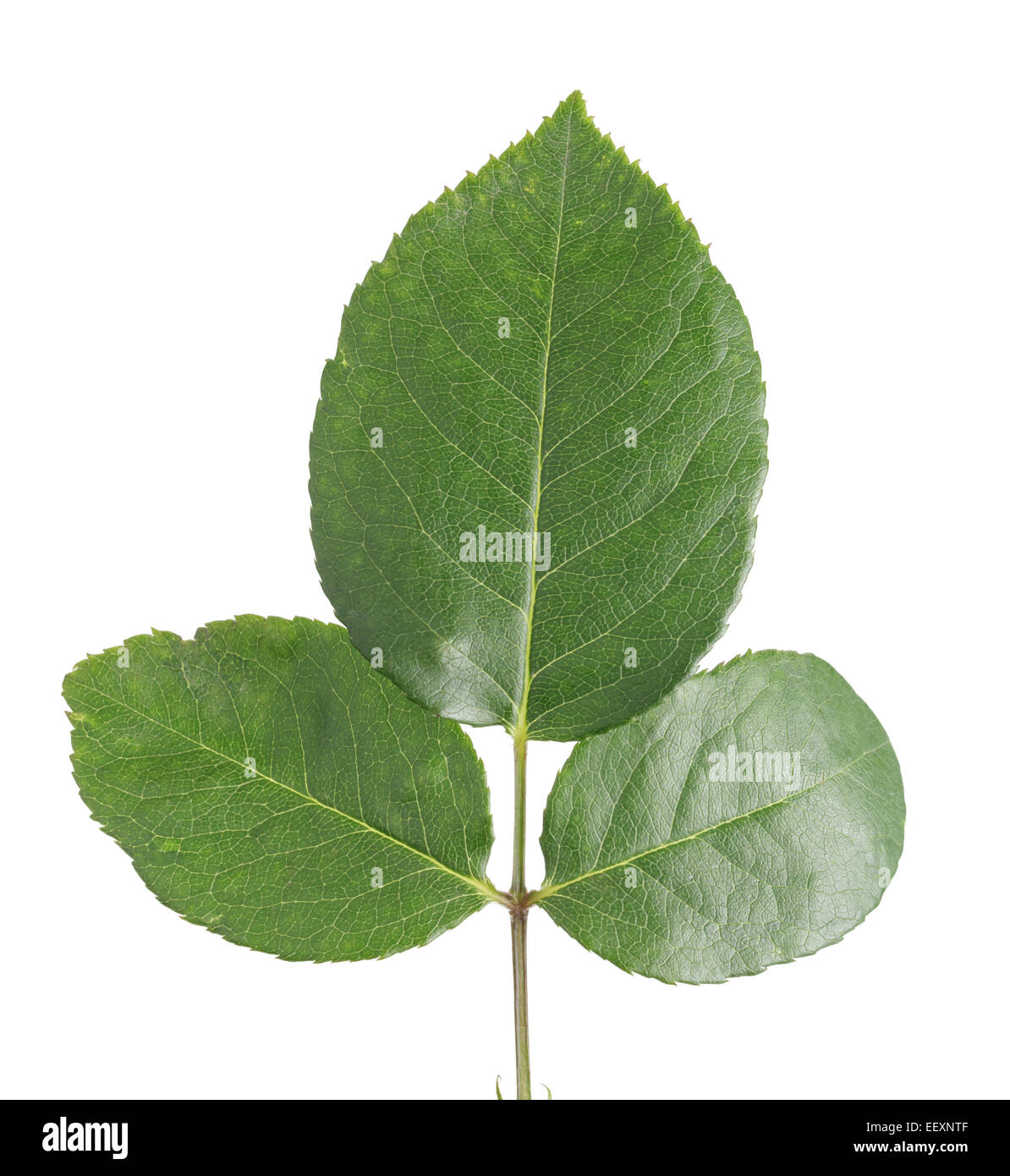 rose leaves close up isolated on white background Stock Photo - Alamy
