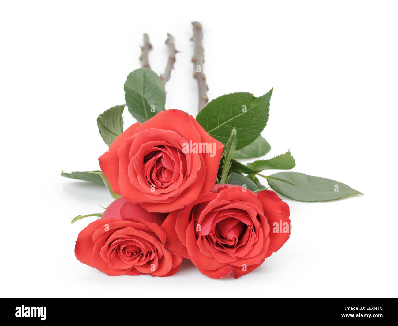 three fresh red roses isolated on white background Stock Photo - Alamy