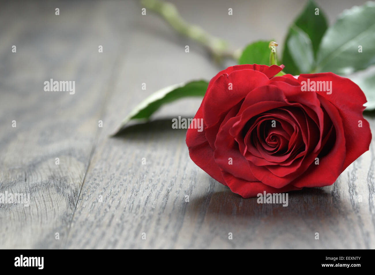 One red rose on oak wood table, copy space for text Stock Photo - Alamy