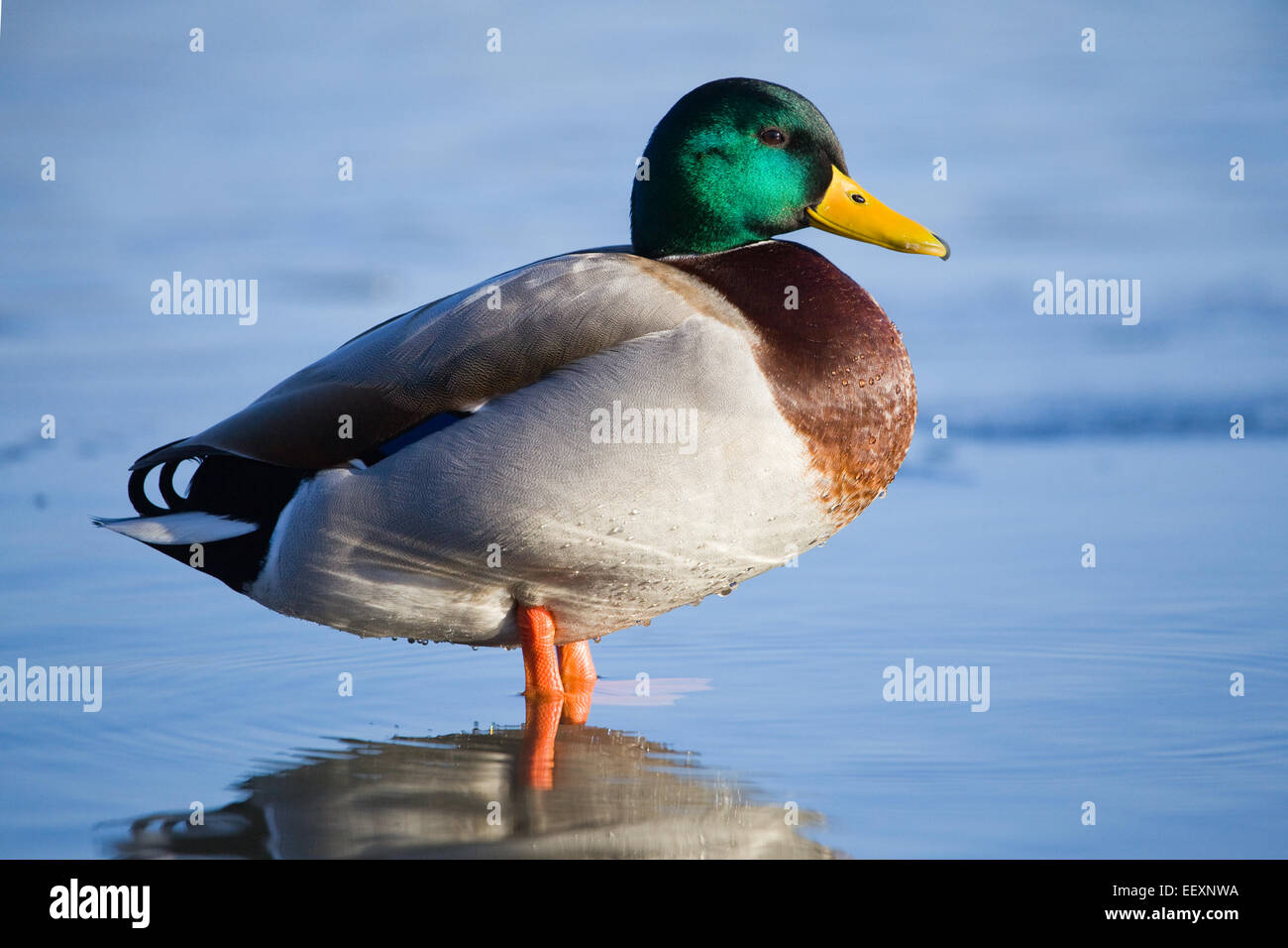 Mallard Duck (Anas platyrhynchos) on a pond in the UK in winter ...