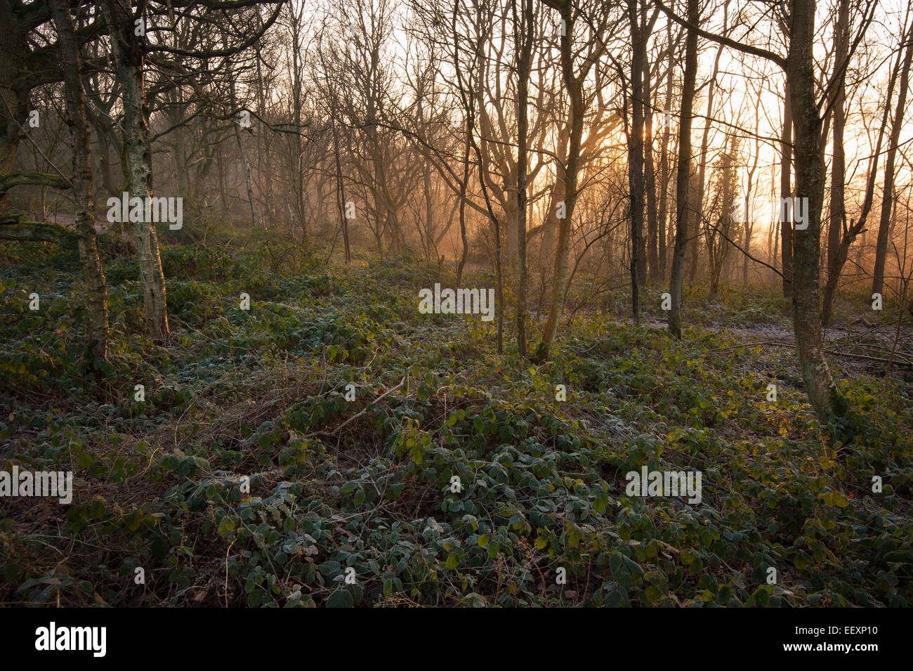 Shotover park hi-res stock photography and images - Alamy