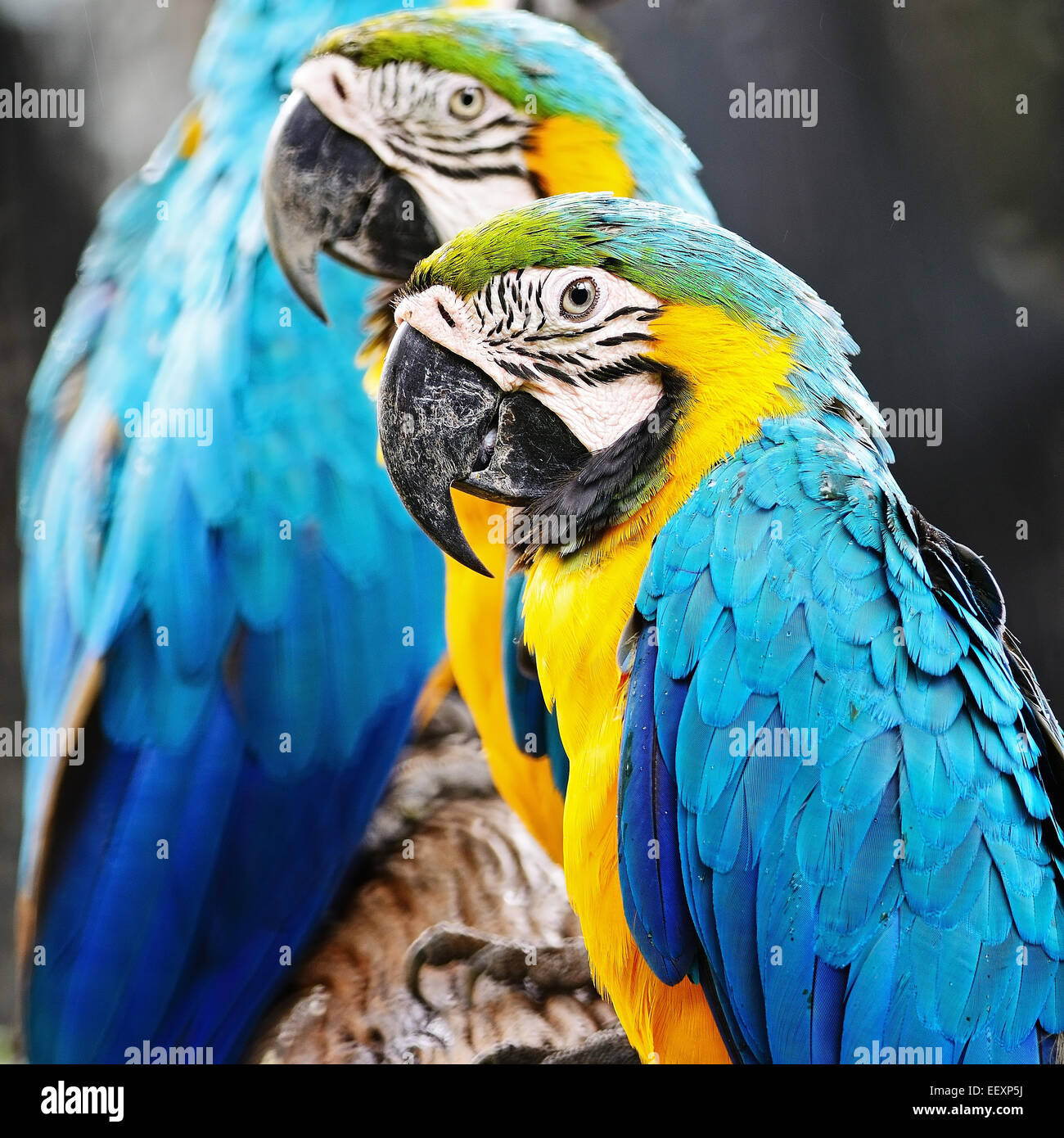 Colorful of Blue and Gold Macaw aviary, side and face profile Stock ...