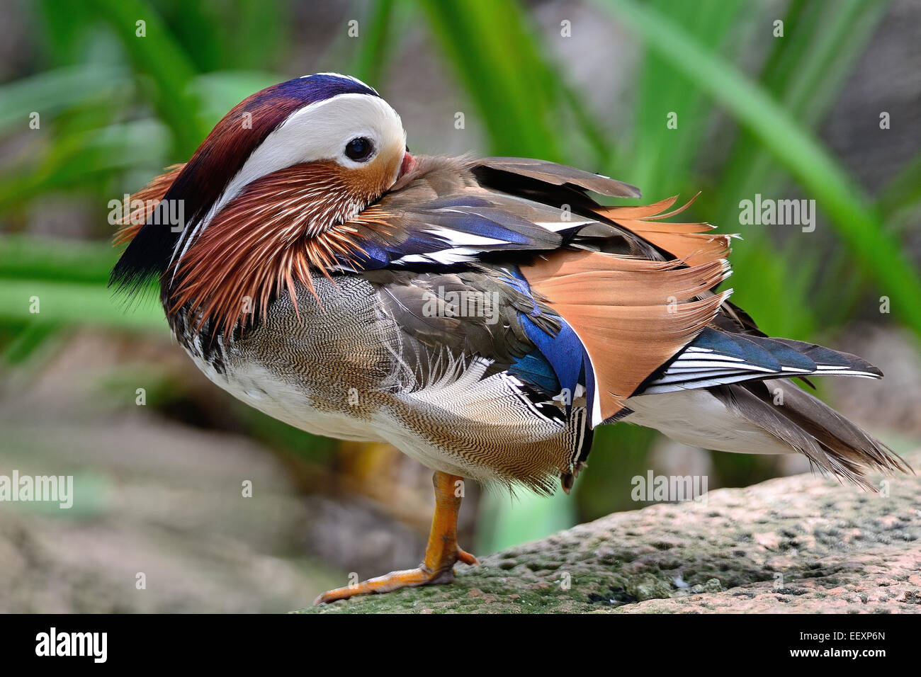 Male mandarin duck hi-res stock photography and images - Alamy