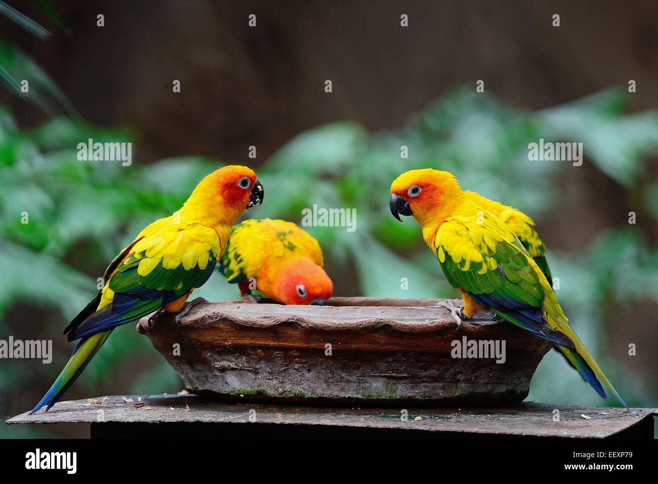 Colorful yellow parrot, Sun Conure (Aratinga solstitialis Stock Photo ...