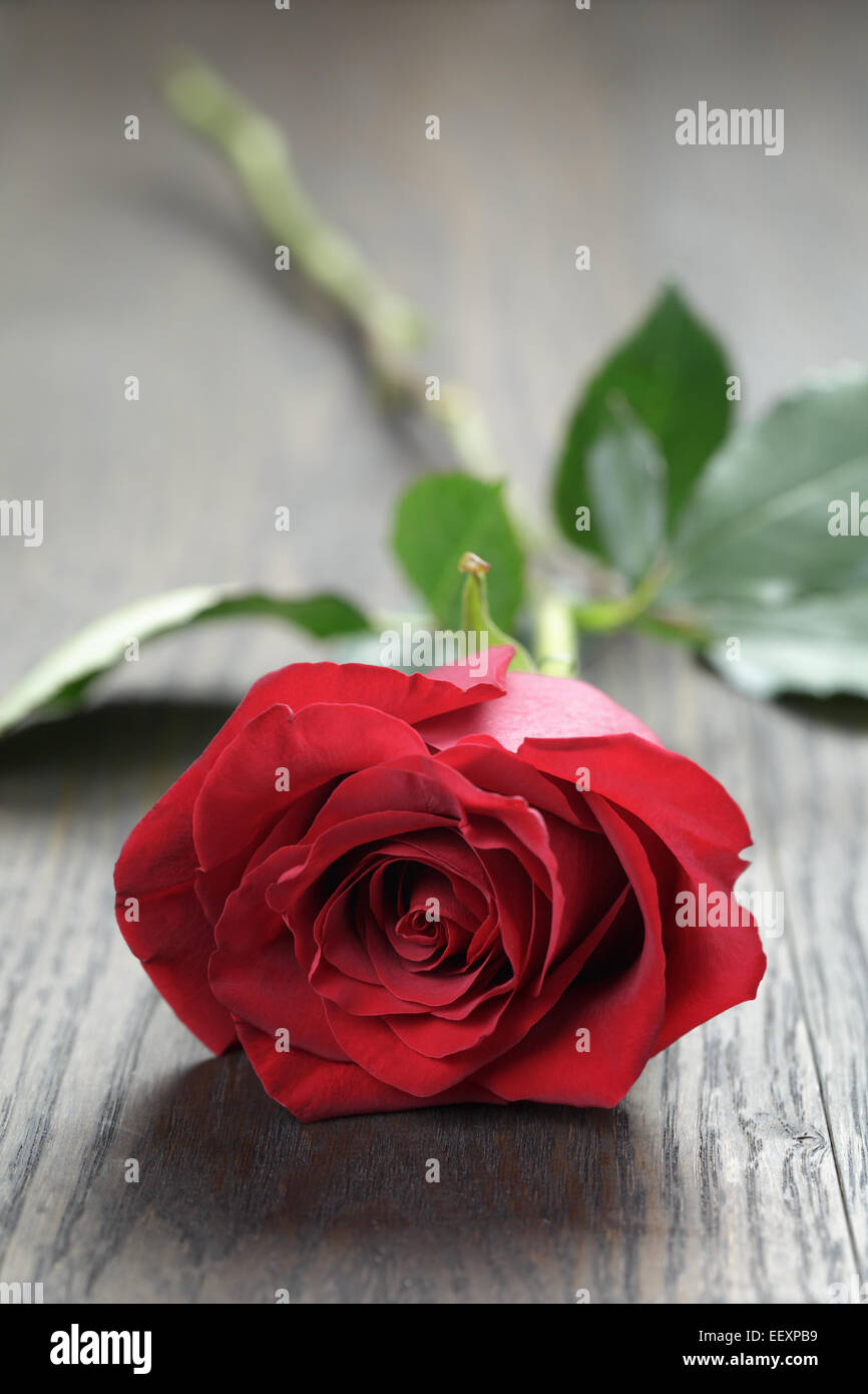 One red rose on oak wood table, vertical photo Stock Photo - Alamy