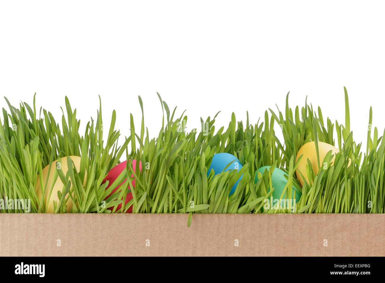 Yellow hen on green background hi-res stock photography and images - Alamy