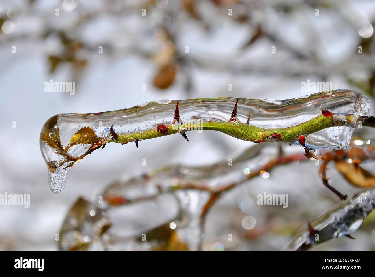 Leaf icicles hi-res stock photography and images - Alamy
