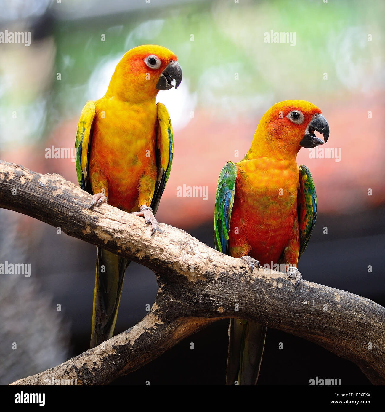 Colorful yellow parrot, Sun Conure (Aratinga solstitialis Stock Photo ...