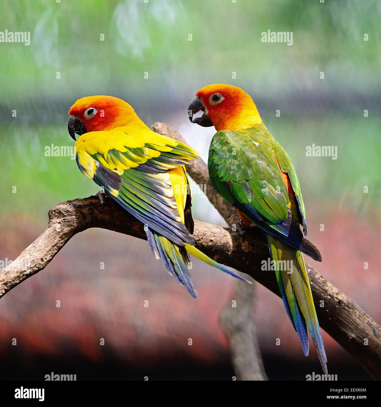 Colorful yellow parrot, Sun Conure (Aratinga solstitialis Stock Photo ...