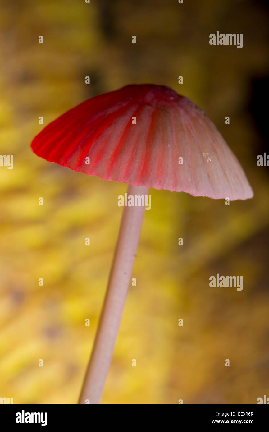 Fungi uk outdoor hi-res stock photography and images - Alamy